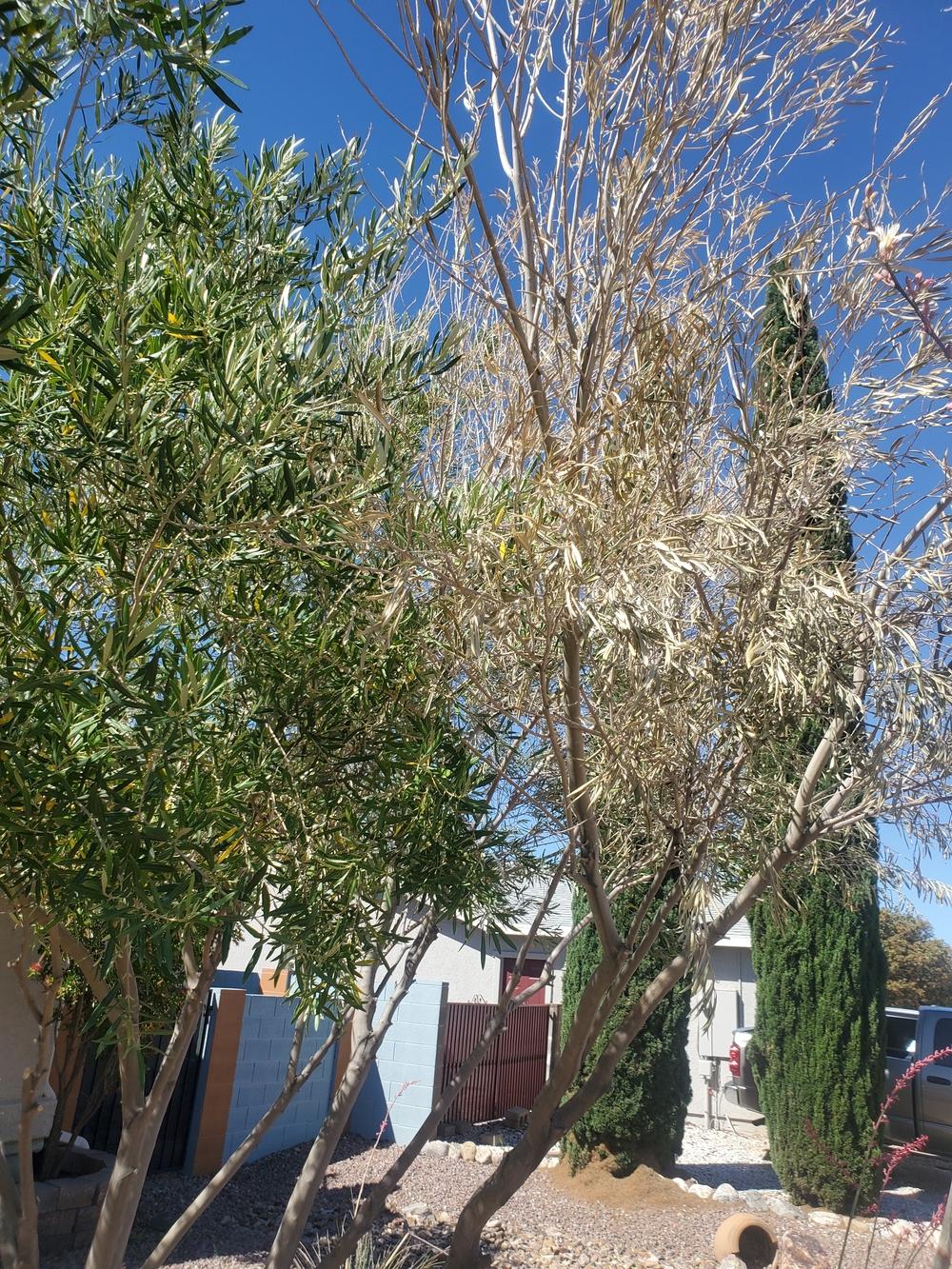 Olive tree branches dying in the Ask a Question forum - Garden.org