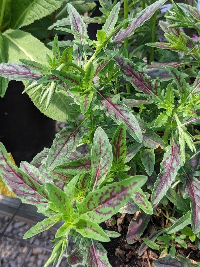 Showy Primrose (Oenothera speciosa 'Twilight') in the Oenotheras ...