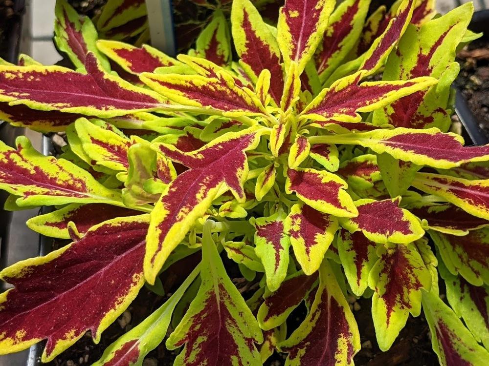 Coleus (Coleus scutellarioides FlameThrower™ Serrano) in the Coleus ...