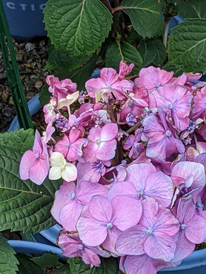 Photo of the bloom of Bigleaf Hydrangea (Hydrangea macrophylla Endless ...