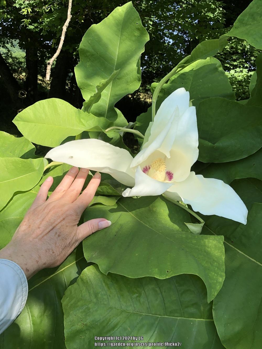 Bigleaf Magnolia (Magnolia macrophylla) in the Magnolias Database ...