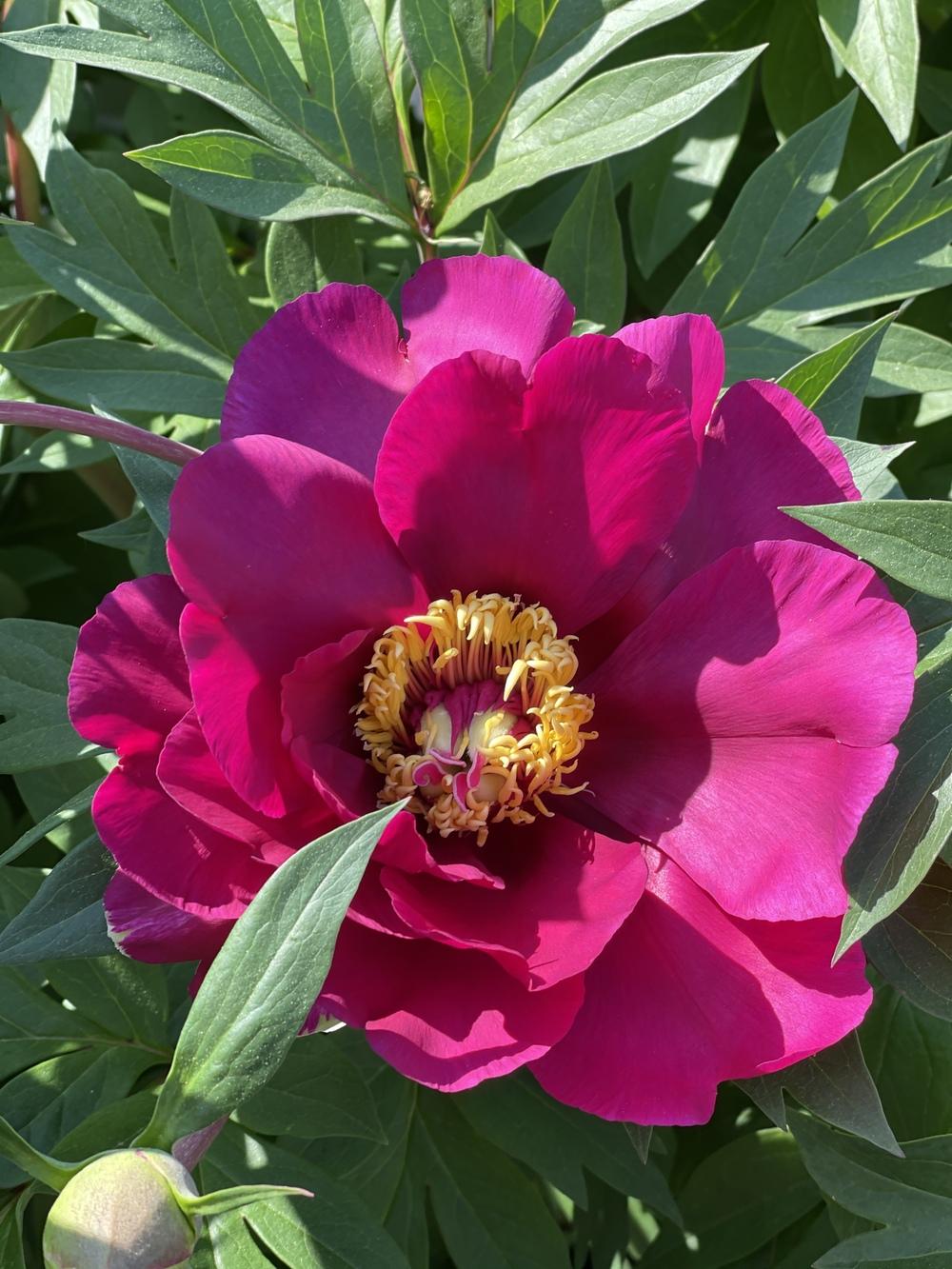 Itoh Peony (Paeonia 'Unique') in the Peonies Database - Garden.org