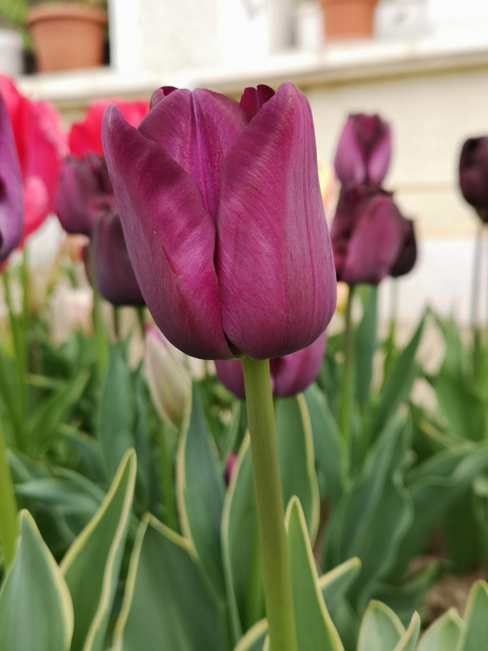 Tulip (Tulipa 'Caravelle Design') in the Tulips Database - Garden.org