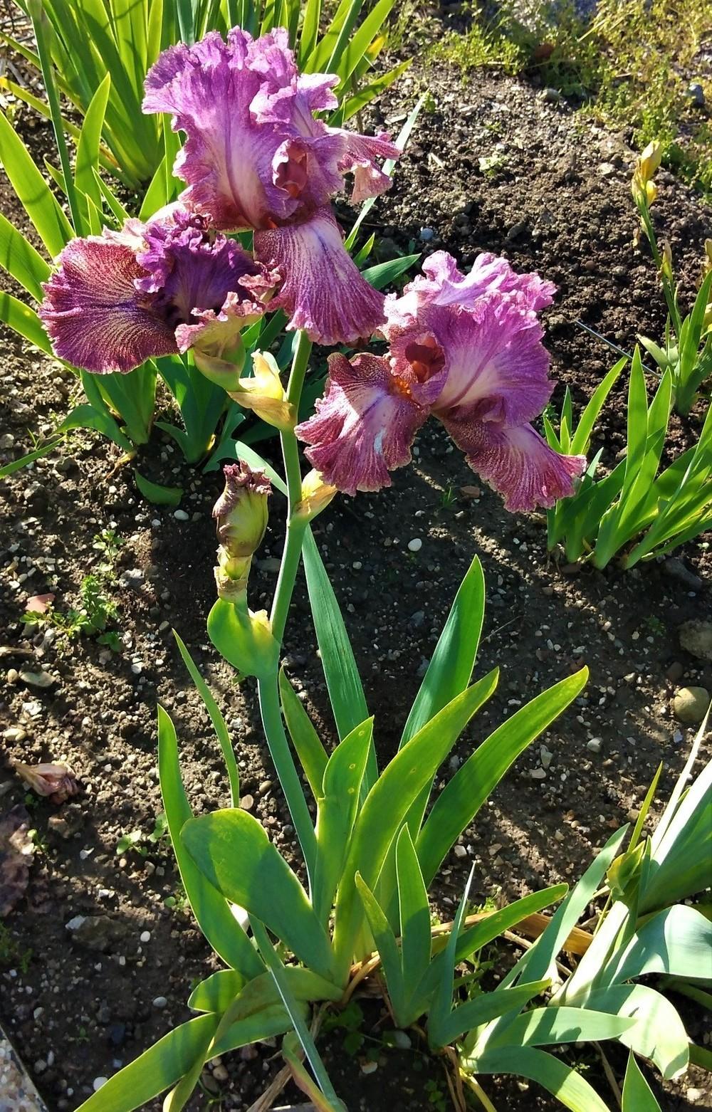 Photo of the entire plant of Tall Bearded Iris (Iris 'Queen in Calico ...