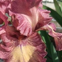 Tall Bearded Iris (Iris 'Beguine') in the Irises Database - Garden.org