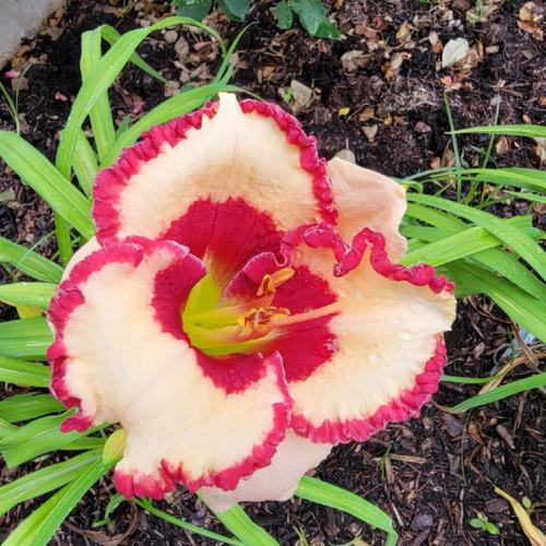 Daylily (Hemerocallis 'Raspberries and Ice Cream') in the Daylilies ...