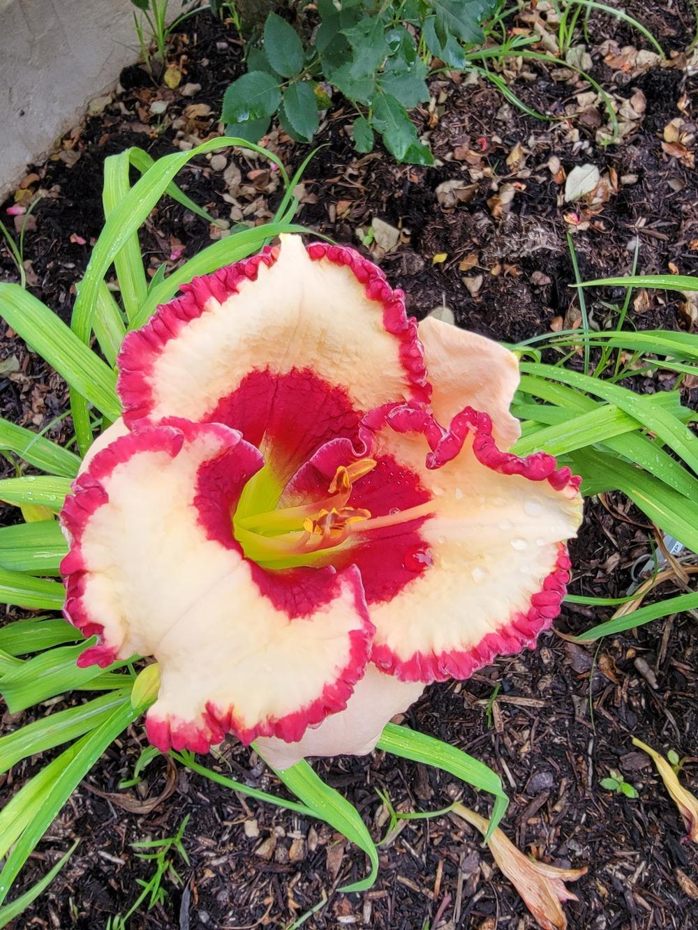 Daylily (Hemerocallis 'Raspberries and Ice Cream') in the Daylilies ...