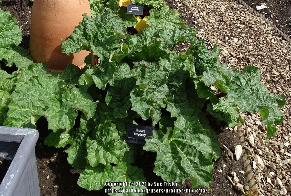 Photo of the entire plant of Rhubarb (Rheum 'Raspberry Red') posted by ...