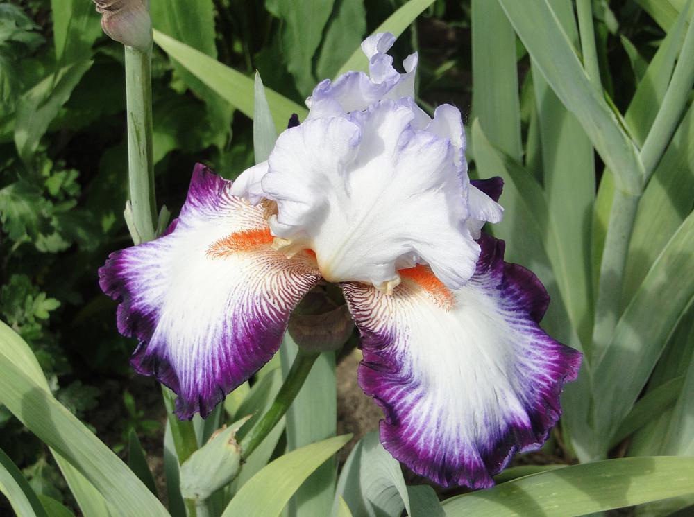 Photo of the bloom of Tall Bearded Iris (Iris 'Triple Take') posted by ...