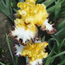 Border Bearded Iris (Iris 'Tagline') in the Irises Database - Garden.org