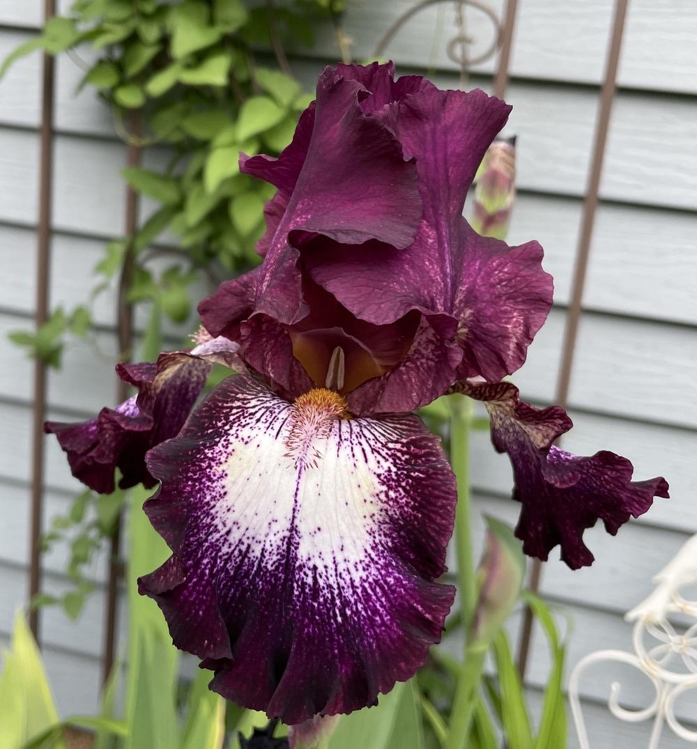 Photo of the bloom of Tall Bearded Iris (Iris 'Tennison Ridge') posted ...