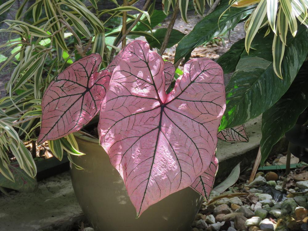 Caladiums: Plant Care and Collection of Varieties - Garden.org