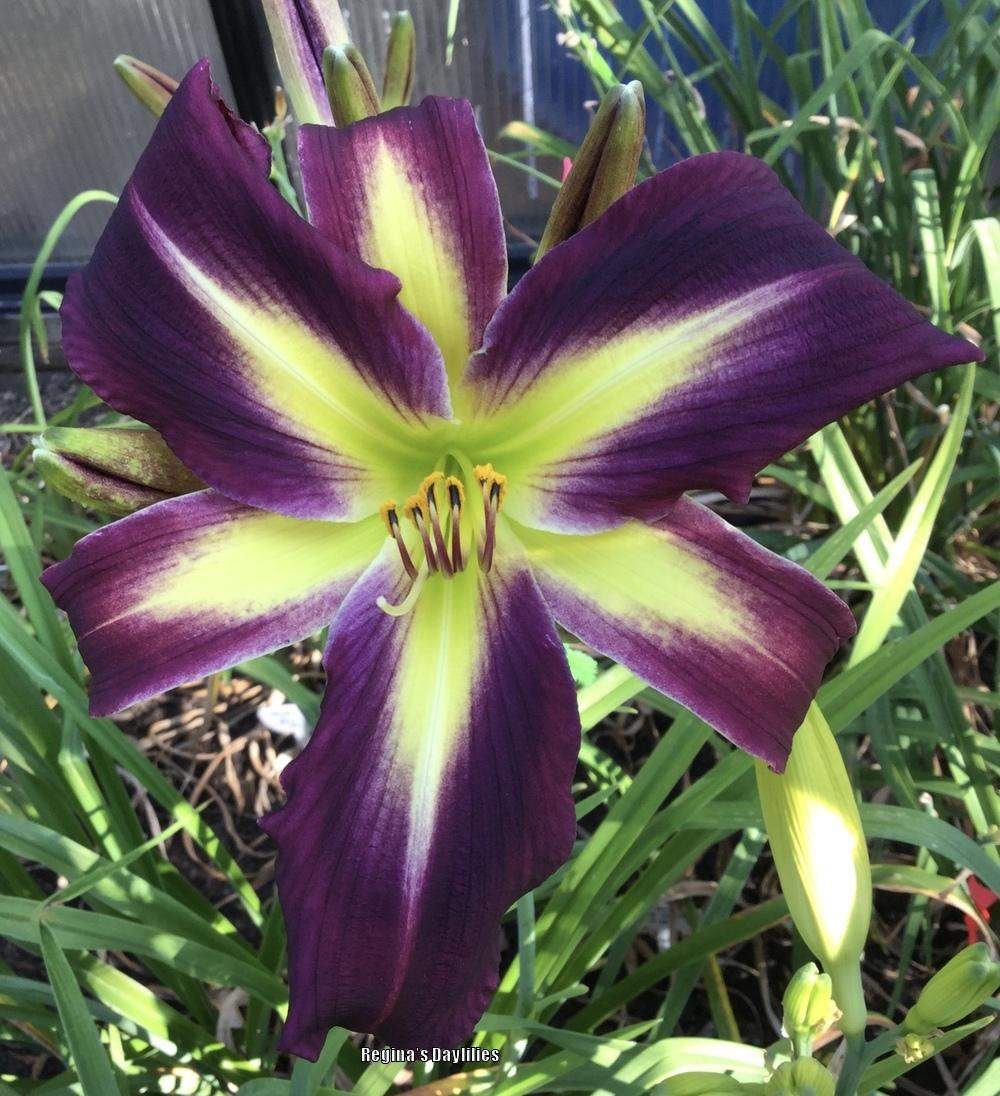 Daylilies: Plant Care and Collection of Varieties - Garden.org