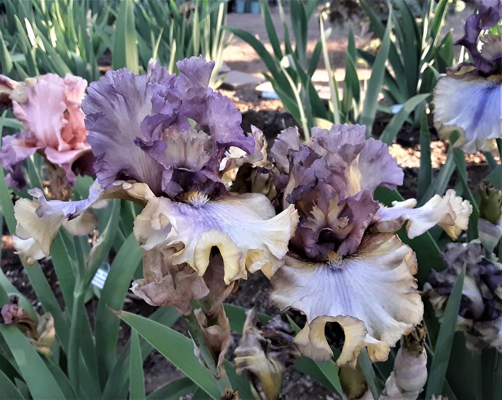 Tall Bearded Iris (Iris 'Express Yourself') in the Irises Database ...