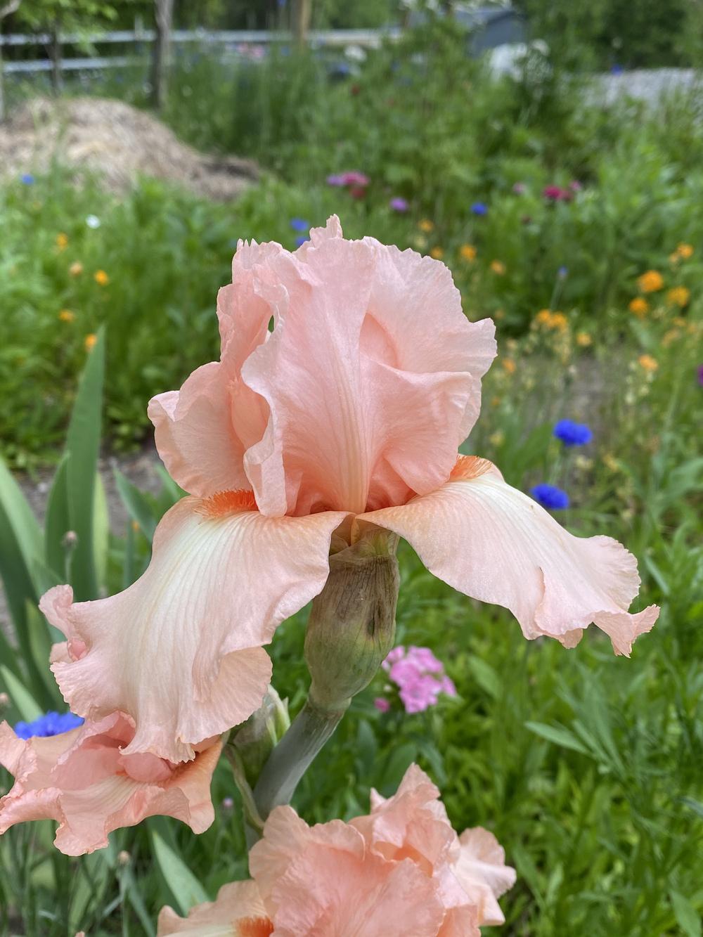 Tall Bearded Iris (Iris 'Pink Design') in the Irises Database - Garden.org