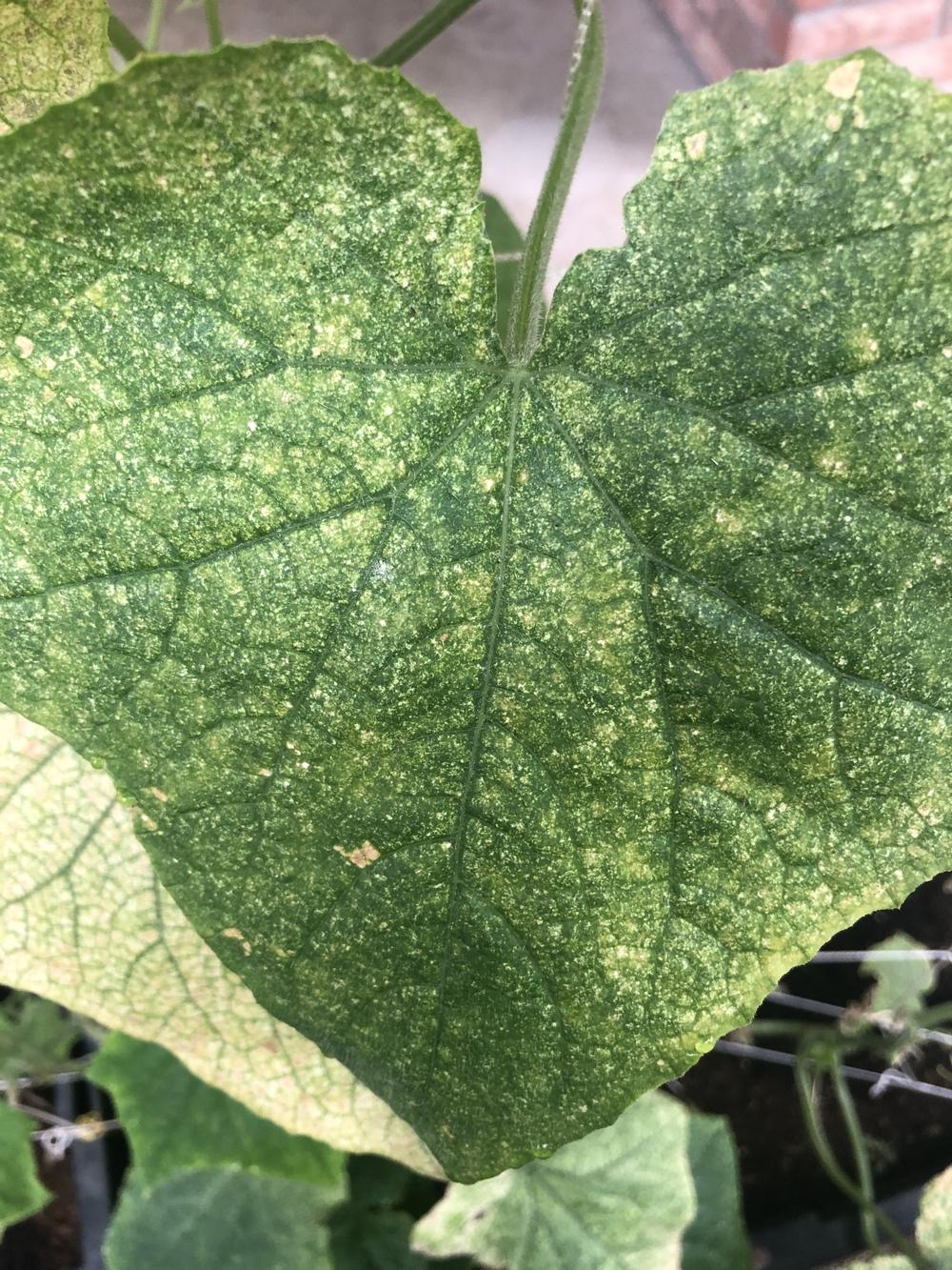 Leaf changes on my cucumber in Troubleshooting Cucumber Problems ...