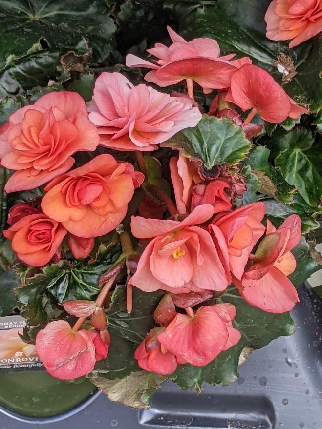 Begonia (Begonia x hiemalis 'Esme Peach') in the Begonias Database ...