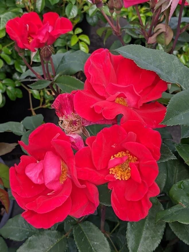 Rose (Rosa 'Top Gun') in the Roses Database - Garden.org