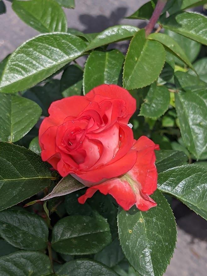 Photo of the entire plant of Rose (Rosa 'Smokin' Hot') posted by Joy ...