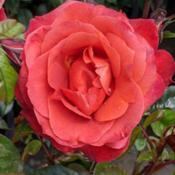 Rose (Rosa 'Hot Cocoa') in the Roses Database - Garden.org