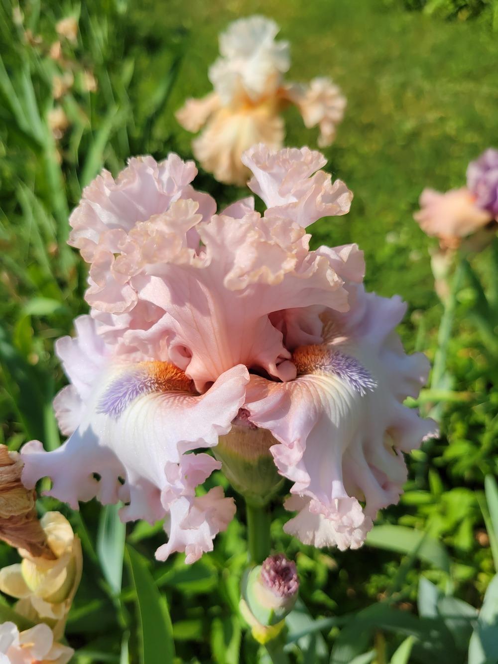 Tall Bearded Iris (Iris 'In Full View') in the Irises Database - Garden.org