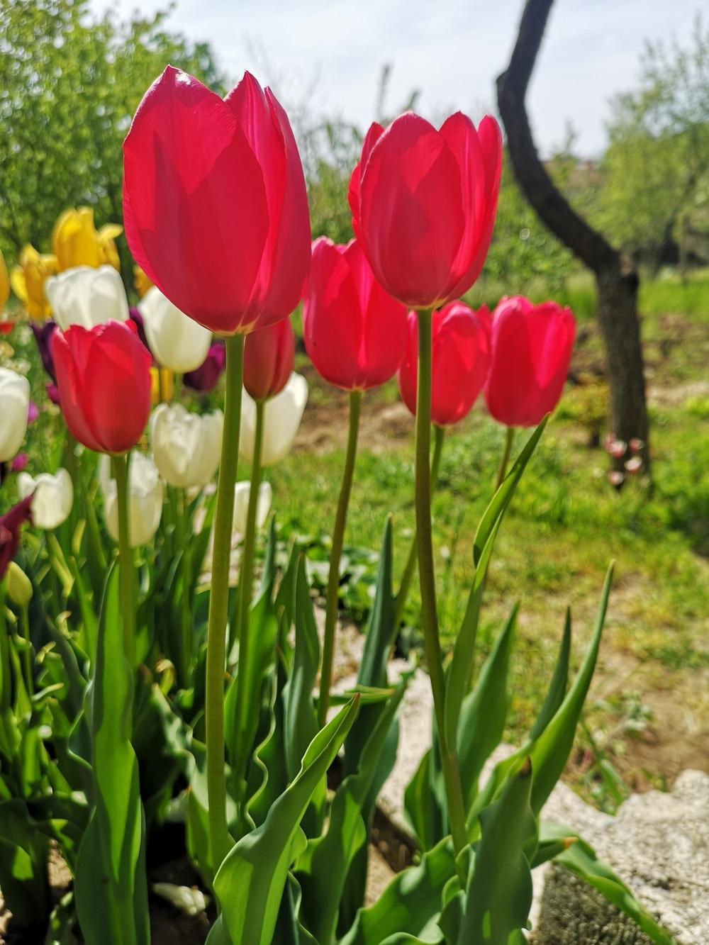 Tulip (Tulipa 'Yosemite') in the Tulips Database - Garden.org