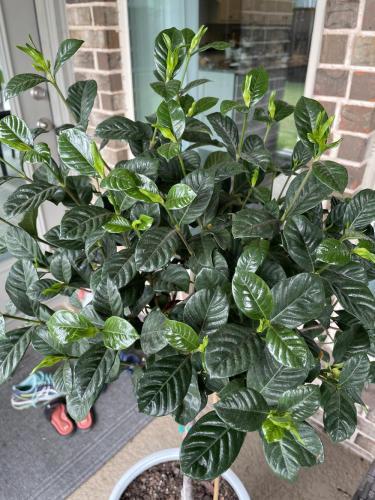 Root rot in Gardenia. in the Ask a Question forum - Garden.org