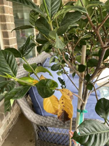 Root rot in Gardenia. in the Ask a Question forum - Garden.org