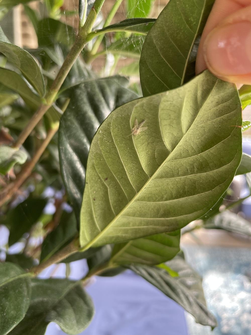 Root rot in Gardenia. in the Ask a Question forum - Garden.org