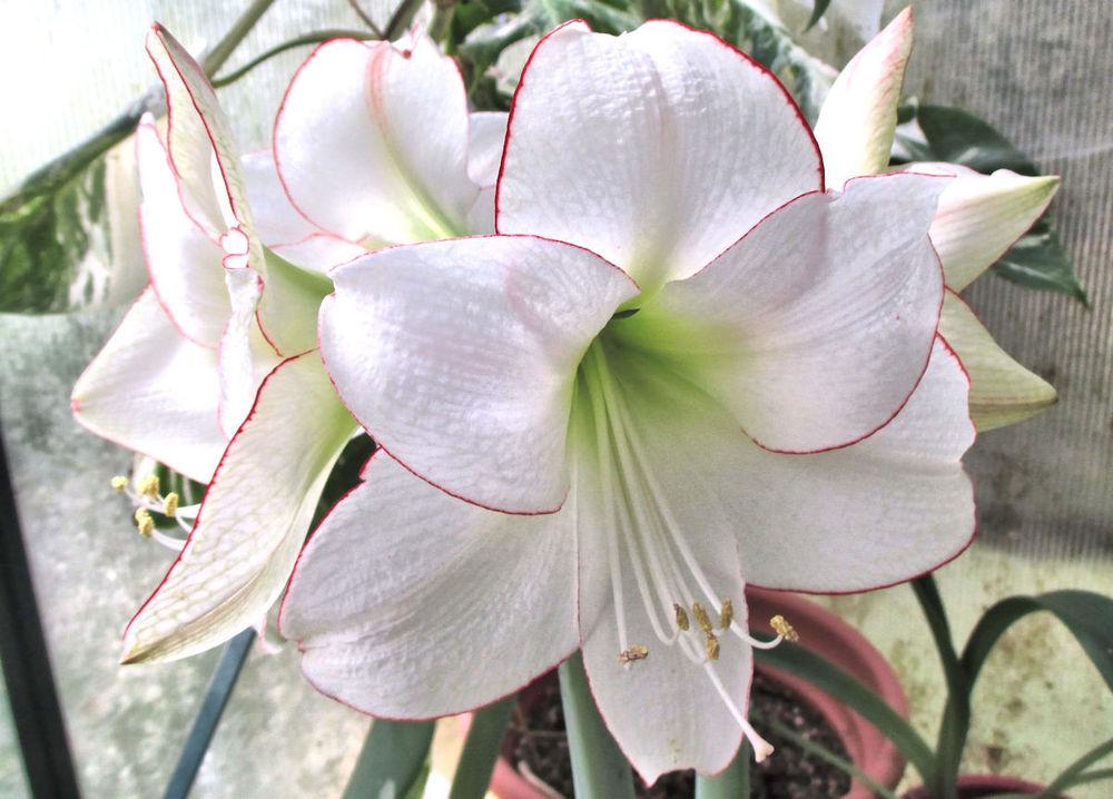Photo of the bloom of Amaryllis (Hippeastrum 'Picotee') posted by ...