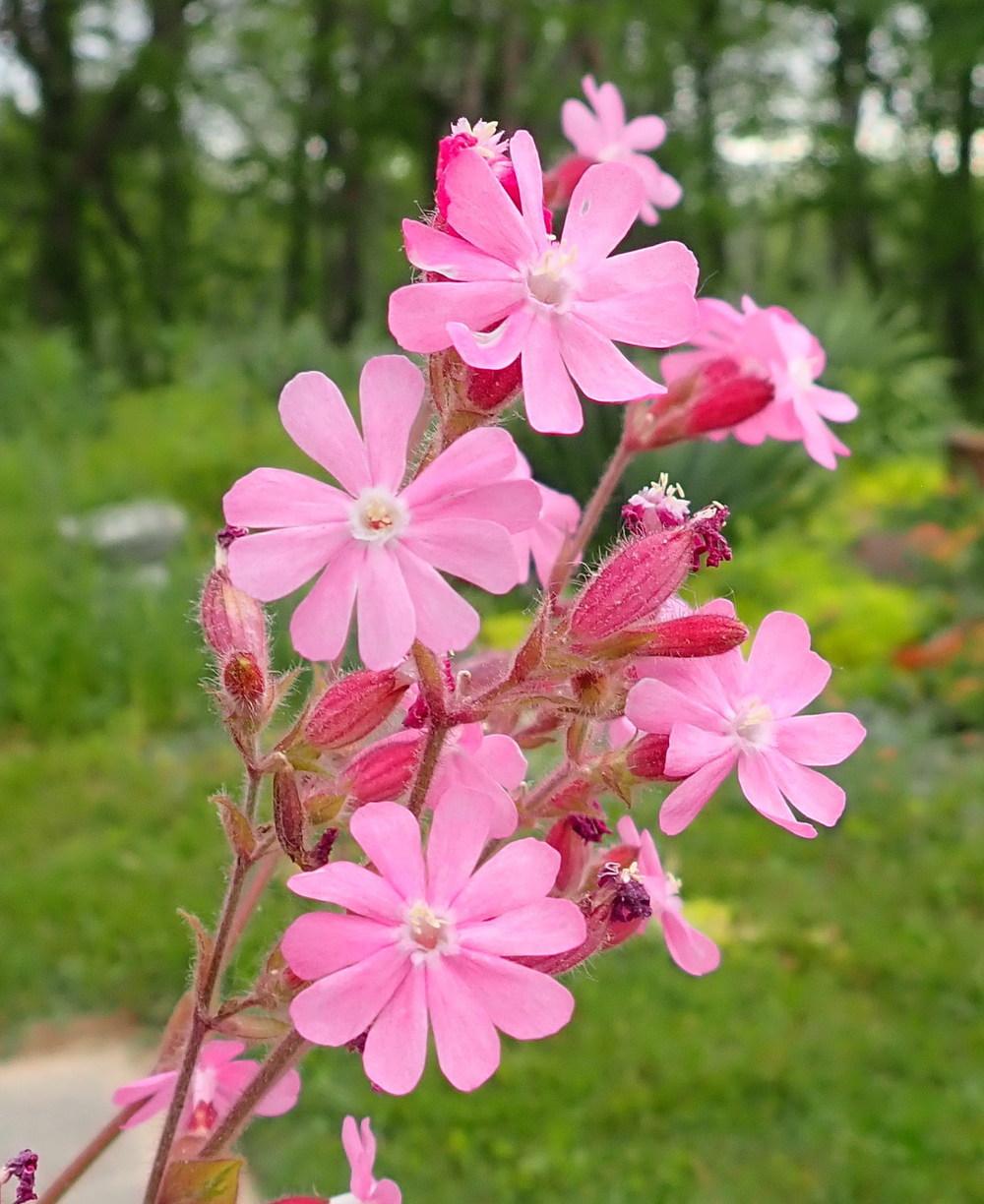 Variegated Catchfly (Silene dioica 'Clifford Moor') - Garden.org