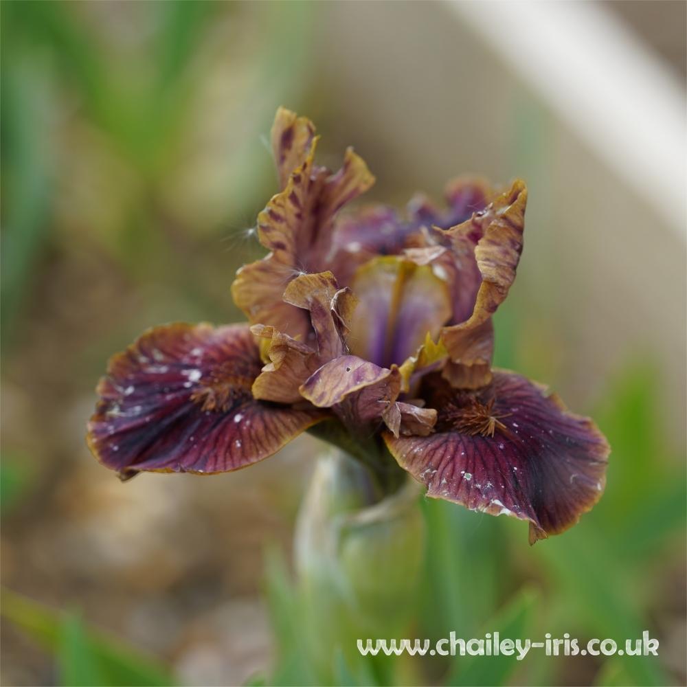 Photo of the bloom of Standard Dwarf Bearded Iris (Iris 'Death by ...