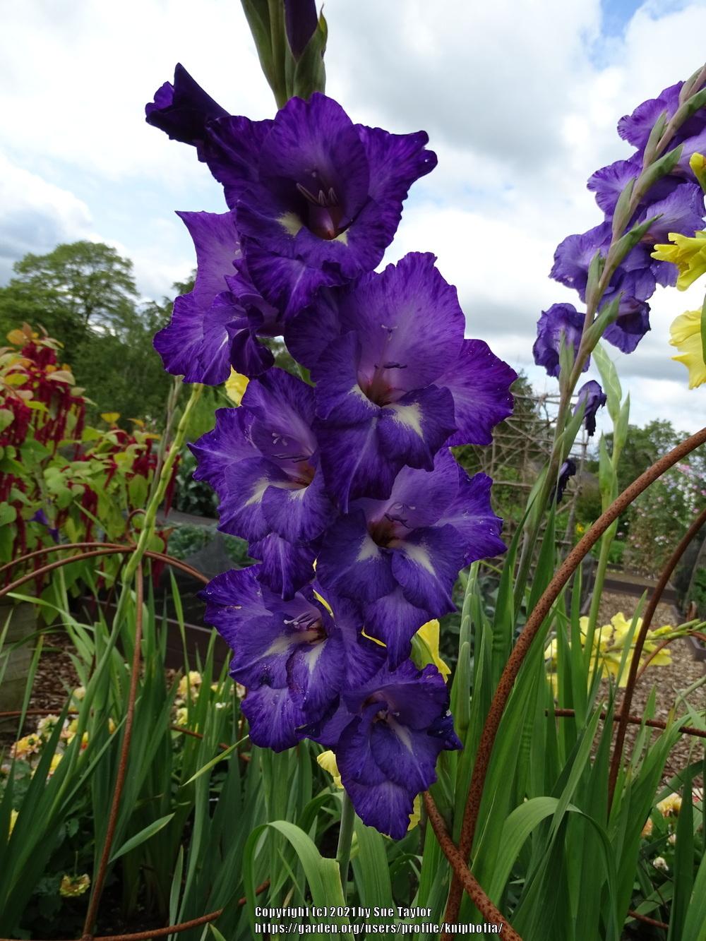 Hybrid Gladiola (Gladiolus 'Blue Isle') in the Gladiolus Database ...