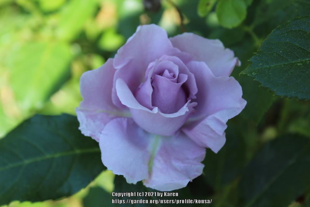 Rose (Rosa 'Fragrant Lavender Simplicity') in the Roses Database ...