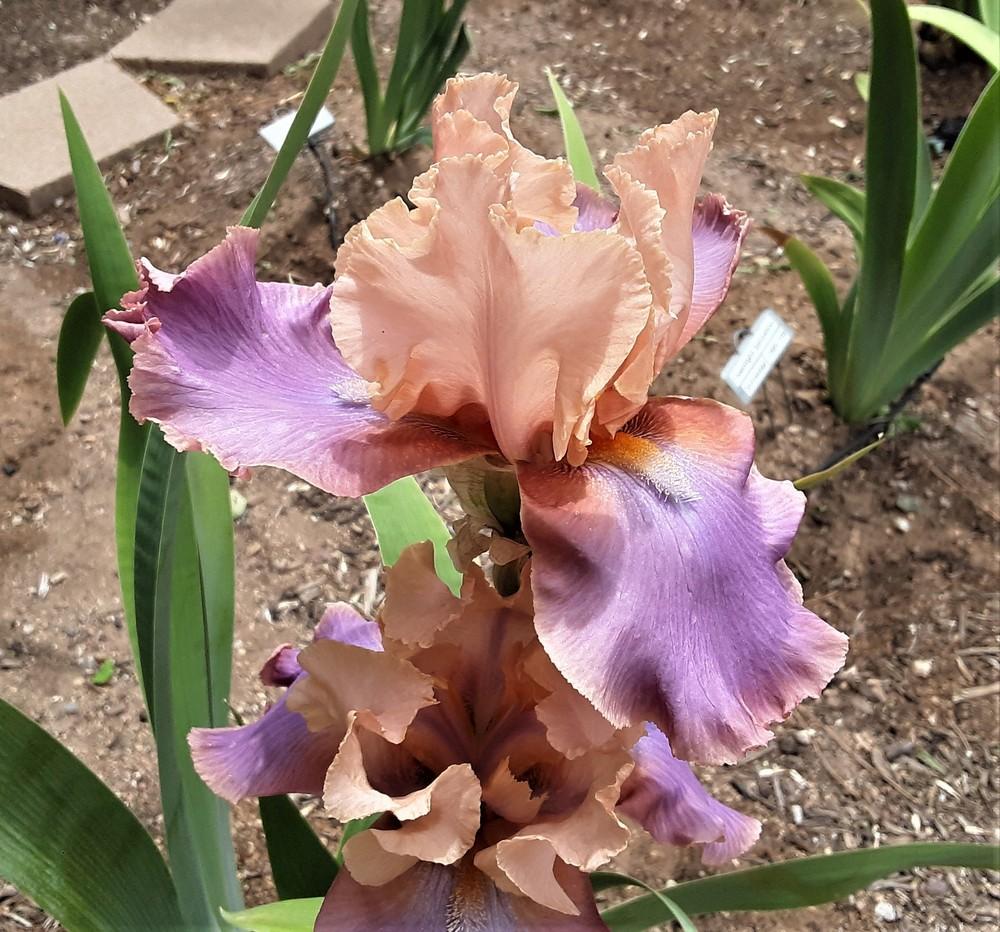 Photo of the bloom of Tall Bearded Iris (Iris 'Sentimental Rose ...