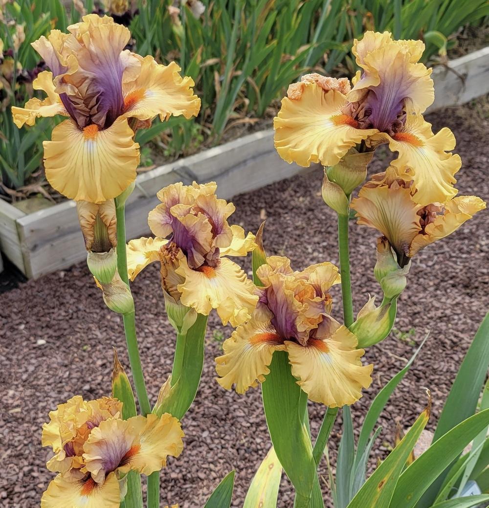 Photo of the bloom of Tall Bearded Iris (Iris 'Color Capers') posted by ...