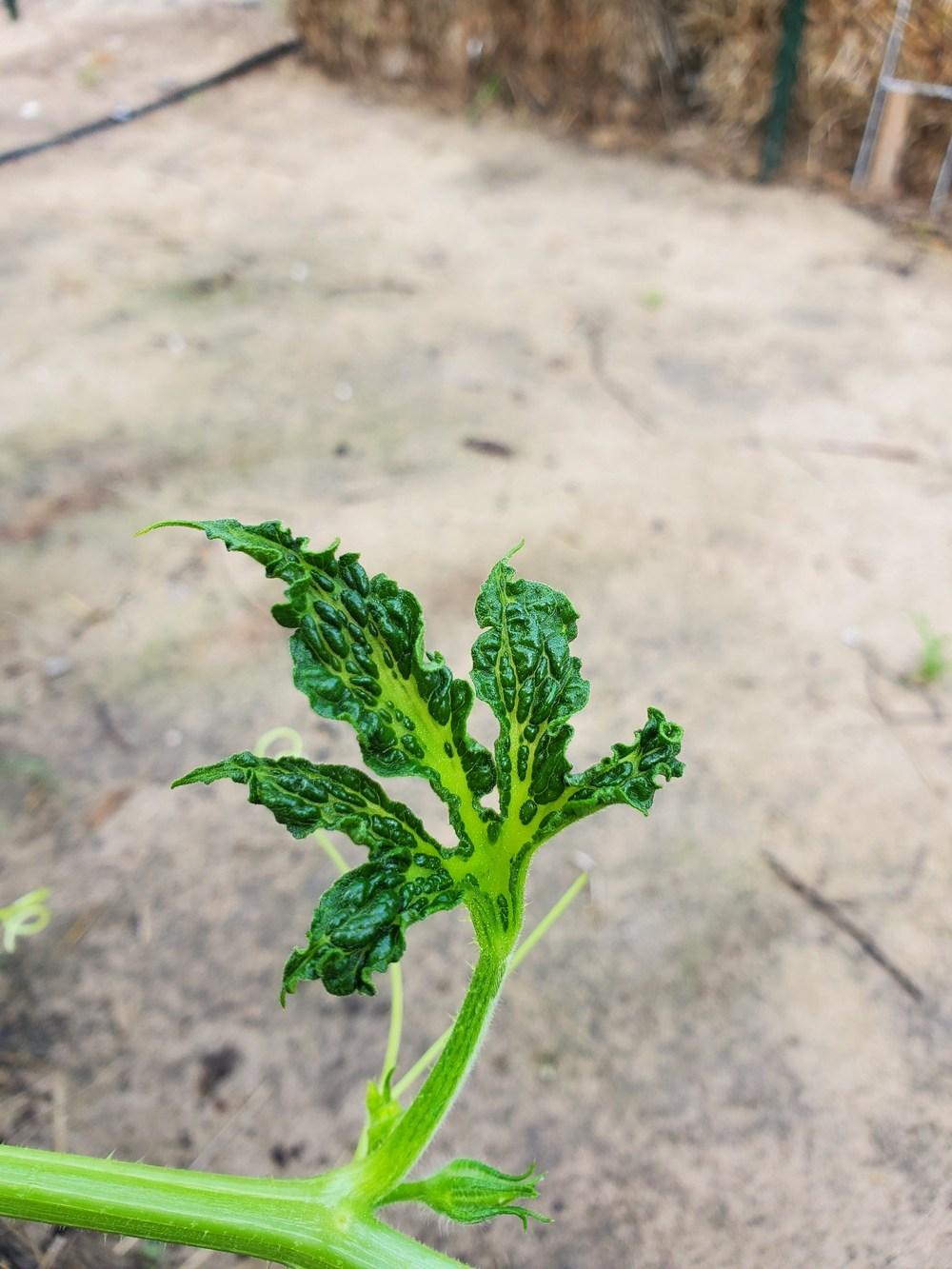 Deformed Squash in the Ask a Question forum - Garden.org