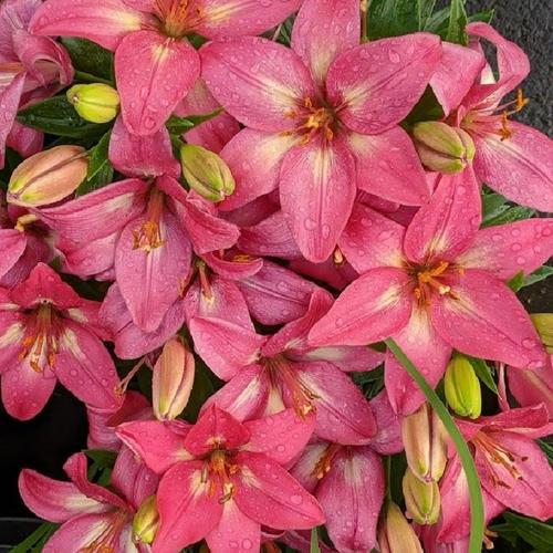 Lily (Lilium Rozalynn®) in the Lilies Database - Garden.org