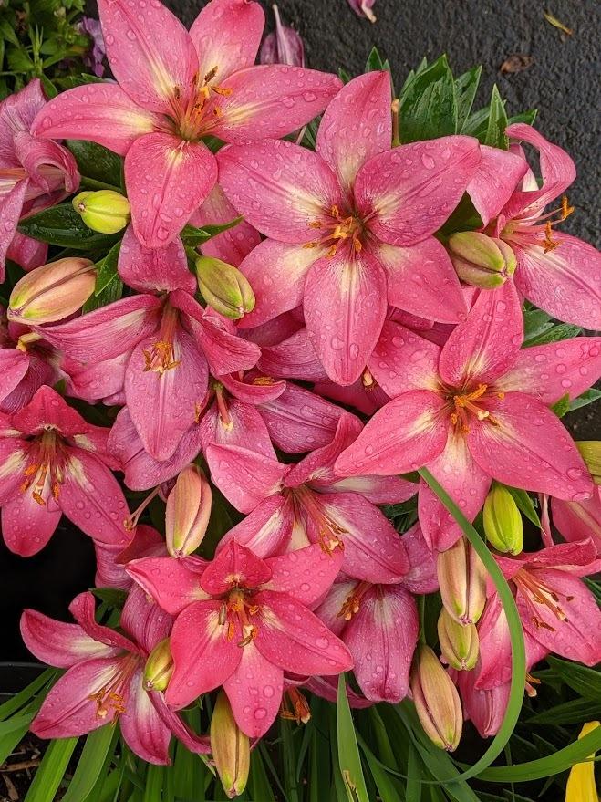 Lily (Lilium Rozalynn®) in the Lilies Database - Garden.org