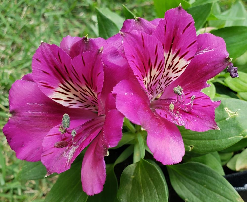 Peruvian Lily (Alstroemeria Colorita® Tamara®) in the Peruvian Lilies ...