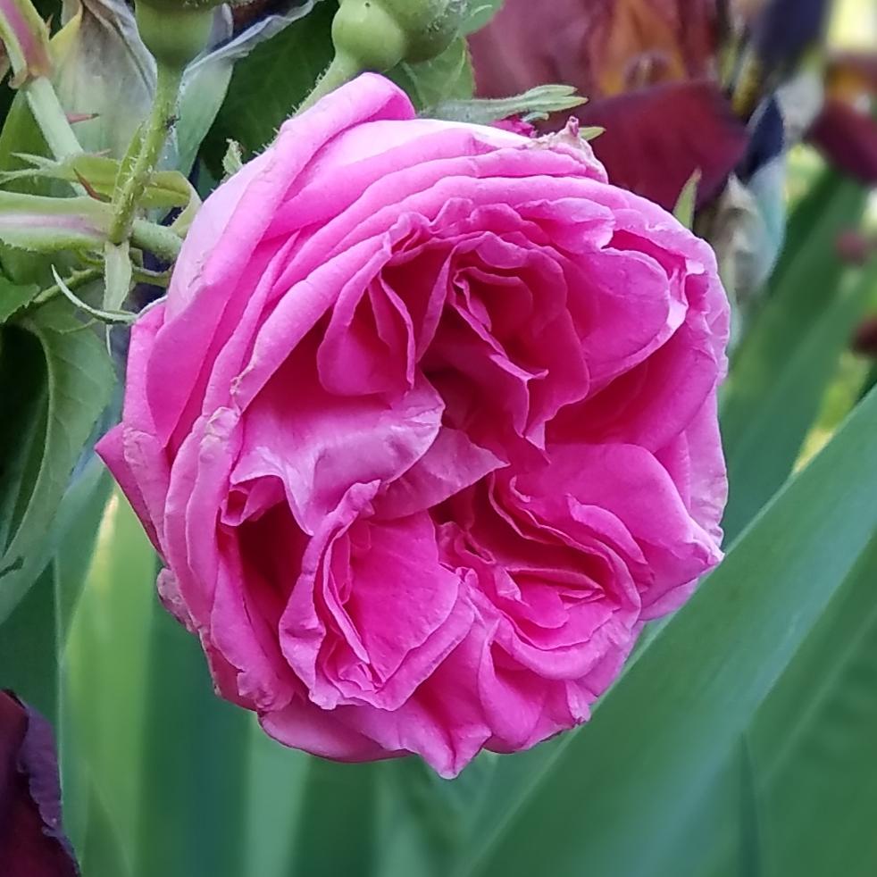 Photo of the bloom of Rose (Rosa 'Paul Ricault') posted by OrganicJen ...