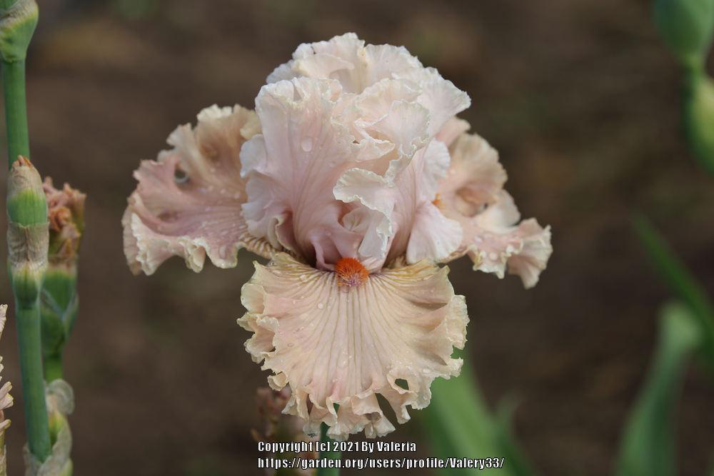 Photo of the bloom of Tall Bearded Iris (Iris 'Wind Beneath My Wings ...