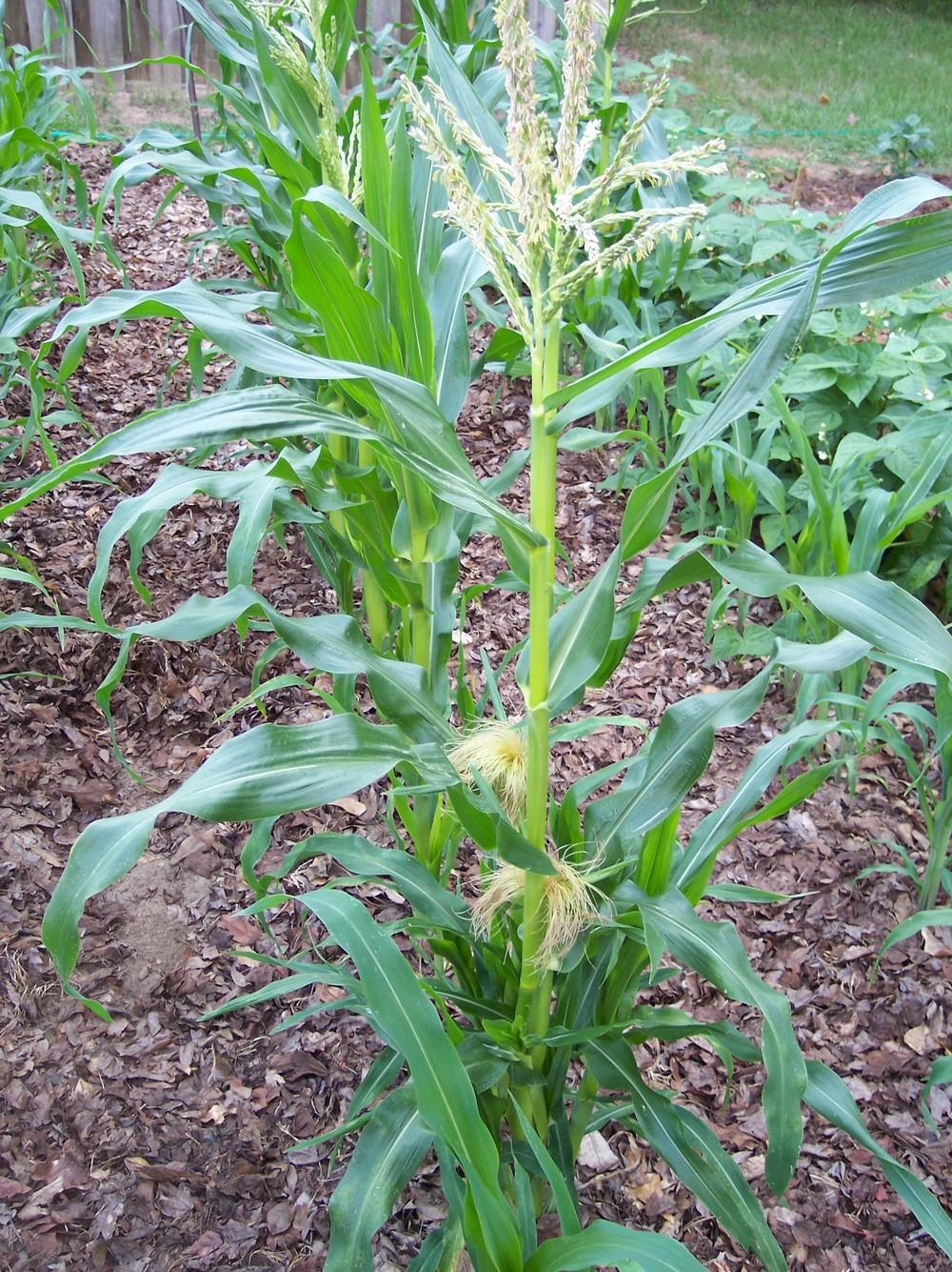 Photo of the entire plant of Triple Sweet Corn (Zea mays 'Alto') posted ...