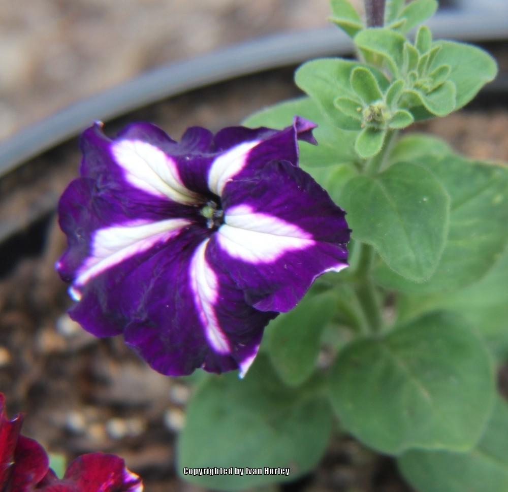 Petunia TriTunia™ Purple Star in the Petunias Database - Garden.org