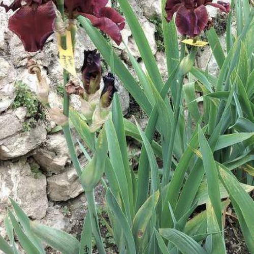 Tall Bearded Iris (Iris 'Fort Apache') in the Irises Database - Garden.org