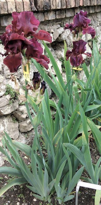Tall Bearded Iris (Iris 'Fort Apache') in the Irises Database - Garden.org