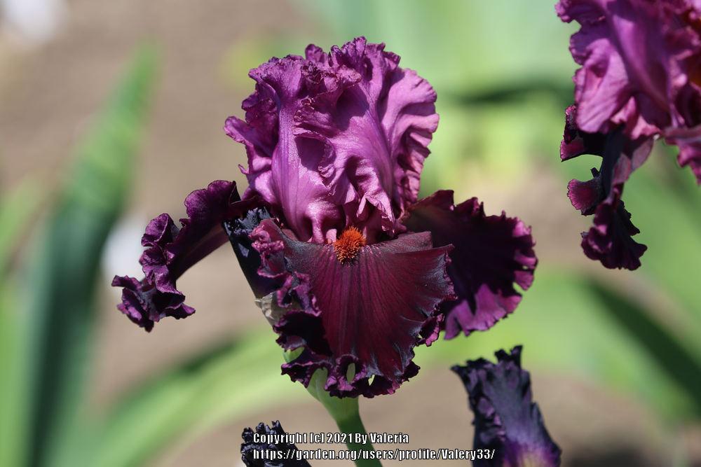 Tall Bearded Iris (Iris 'Up in Flames') in the Irises Database - Garden.org