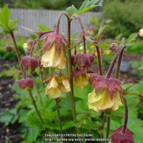 Avens (Geum 'Nonna') - Garden.org