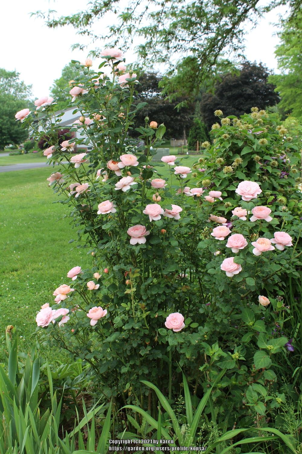 Photo of the entire plant of Rose (Rosa 'Queen of Sweden') posted by ...