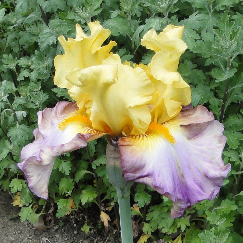 Photo of the bloom of Tall Bearded Iris (Iris 'Enthralled') posted by ...